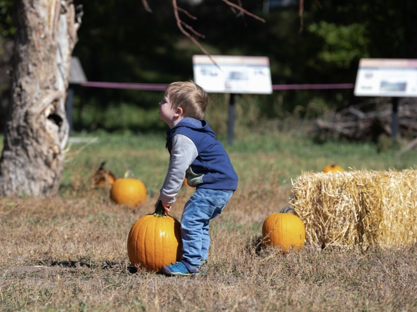 Ten Best Pumpkin Patches Near Denver