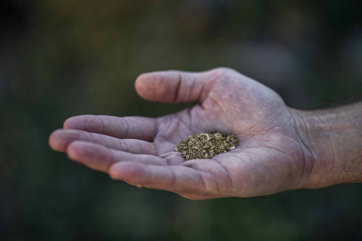 Colorado's new ibogaine law targets psilocybin mushroom sales