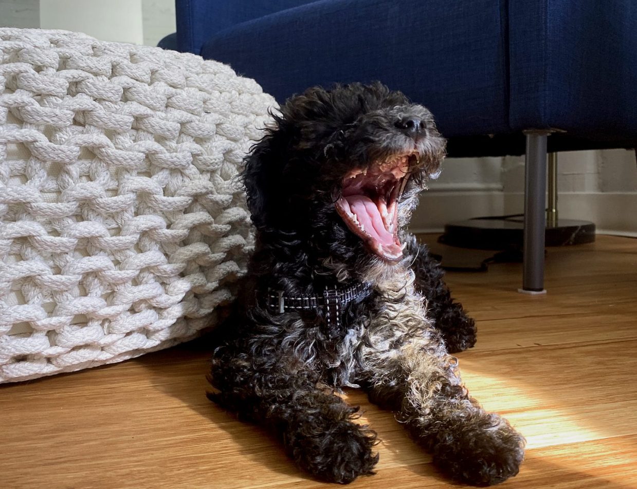 Reporting A Neighbor's Barking Dog in Denver Is Oddly Difficult