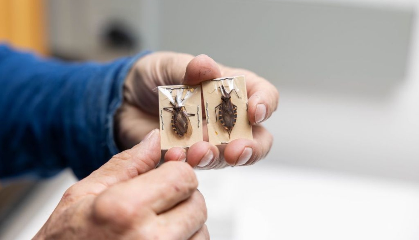 Colorado Faces New Disease Threats From Mosquitos, Kissing Bugs