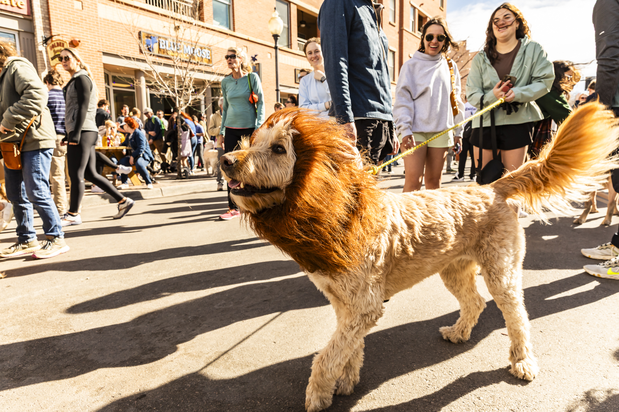 Photos: Goldens in Golden 2026