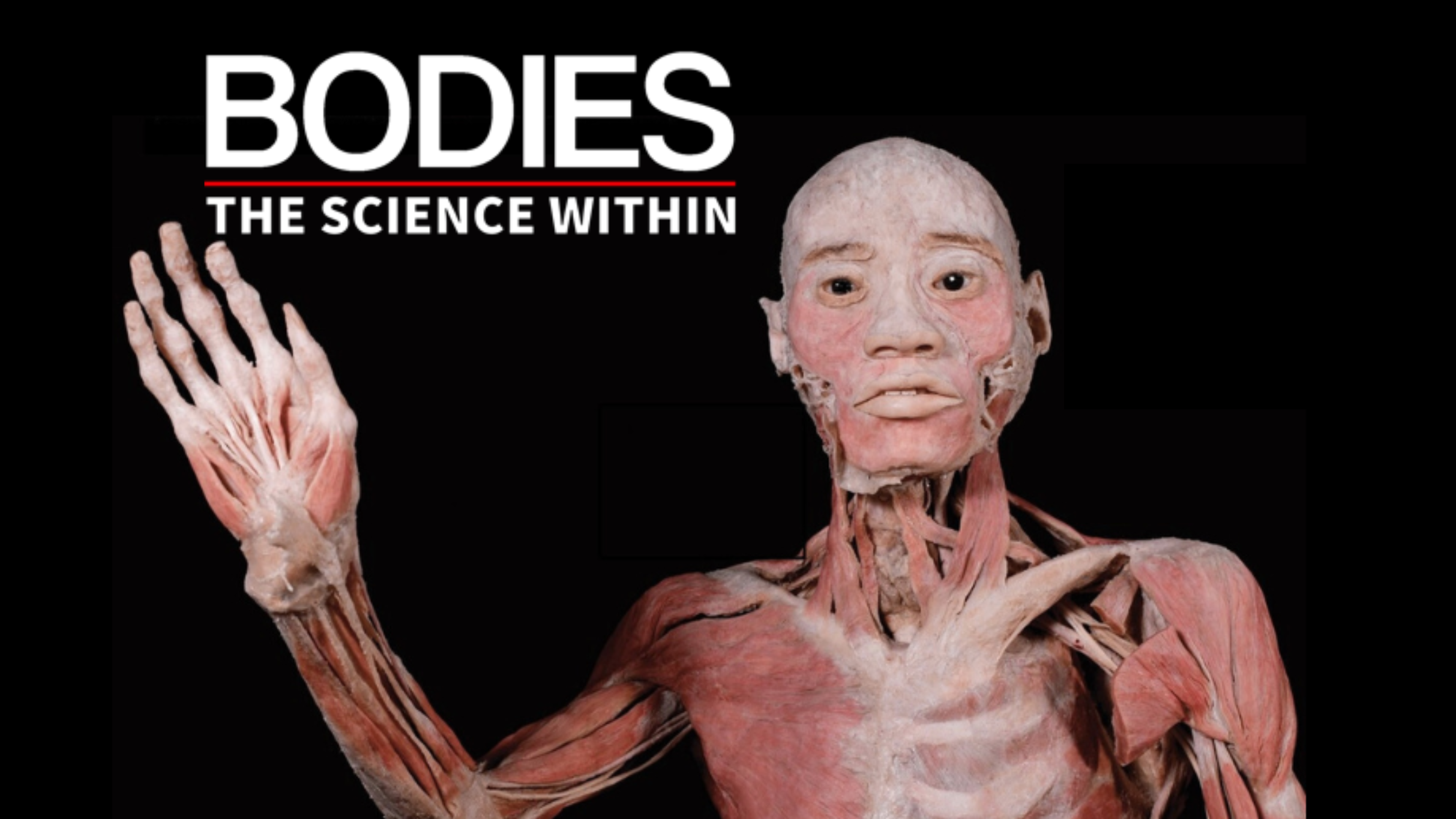 Bodies - The Science Within - Denver | Denver Pavilions | Calendar ...